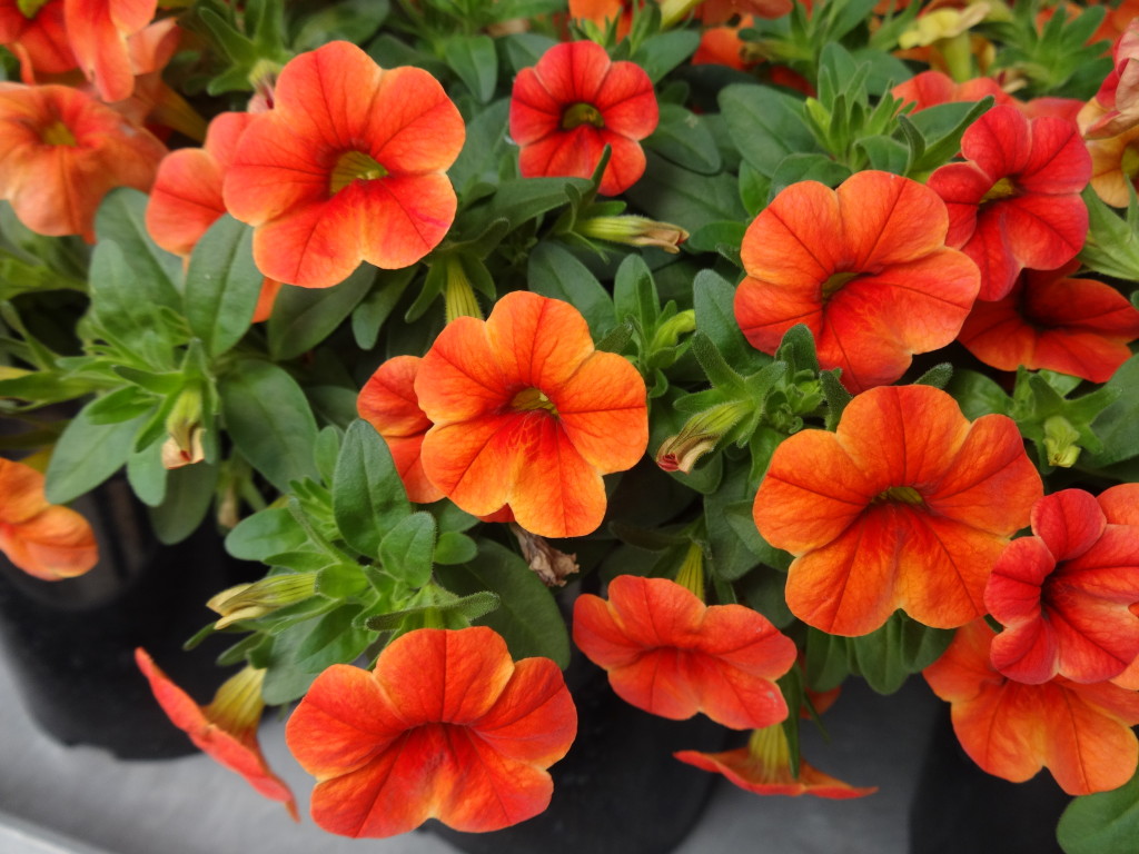 Conga Cali – Greenhouse Product News