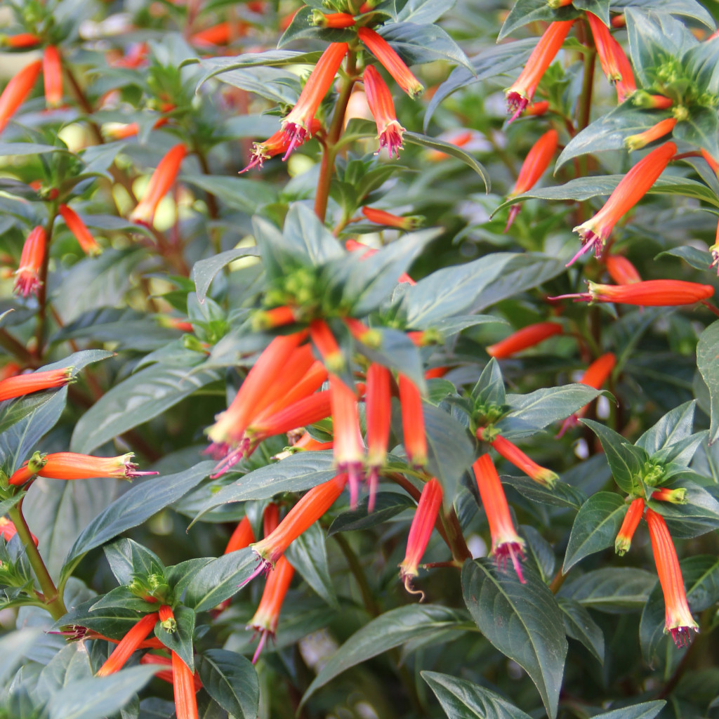 Cuphea – Greenhouse Product News