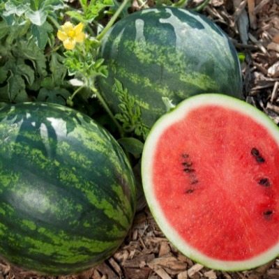 AAS Names First 2017 Winners - Lawn & Garden Retailer