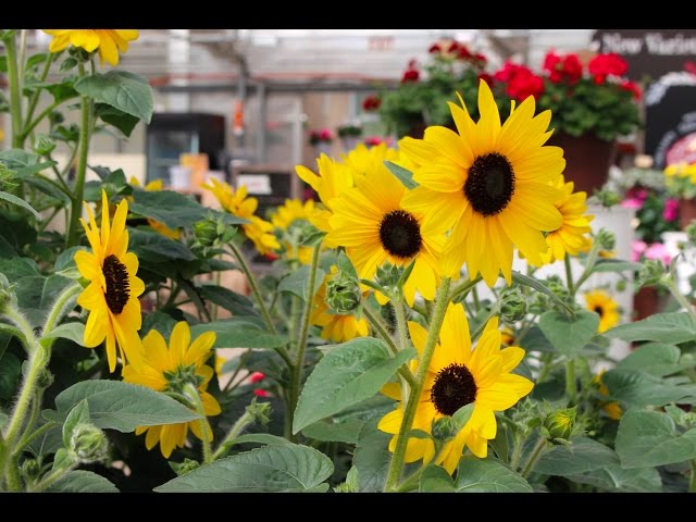 Amazing Succulents – Greenhouse Product News